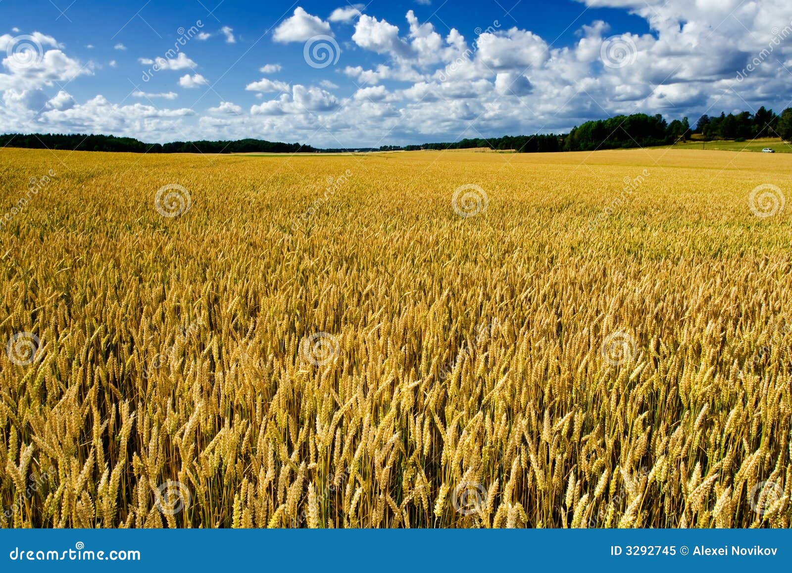 Ripe wheat field stock image. Image of healthy, brandy - 3292745