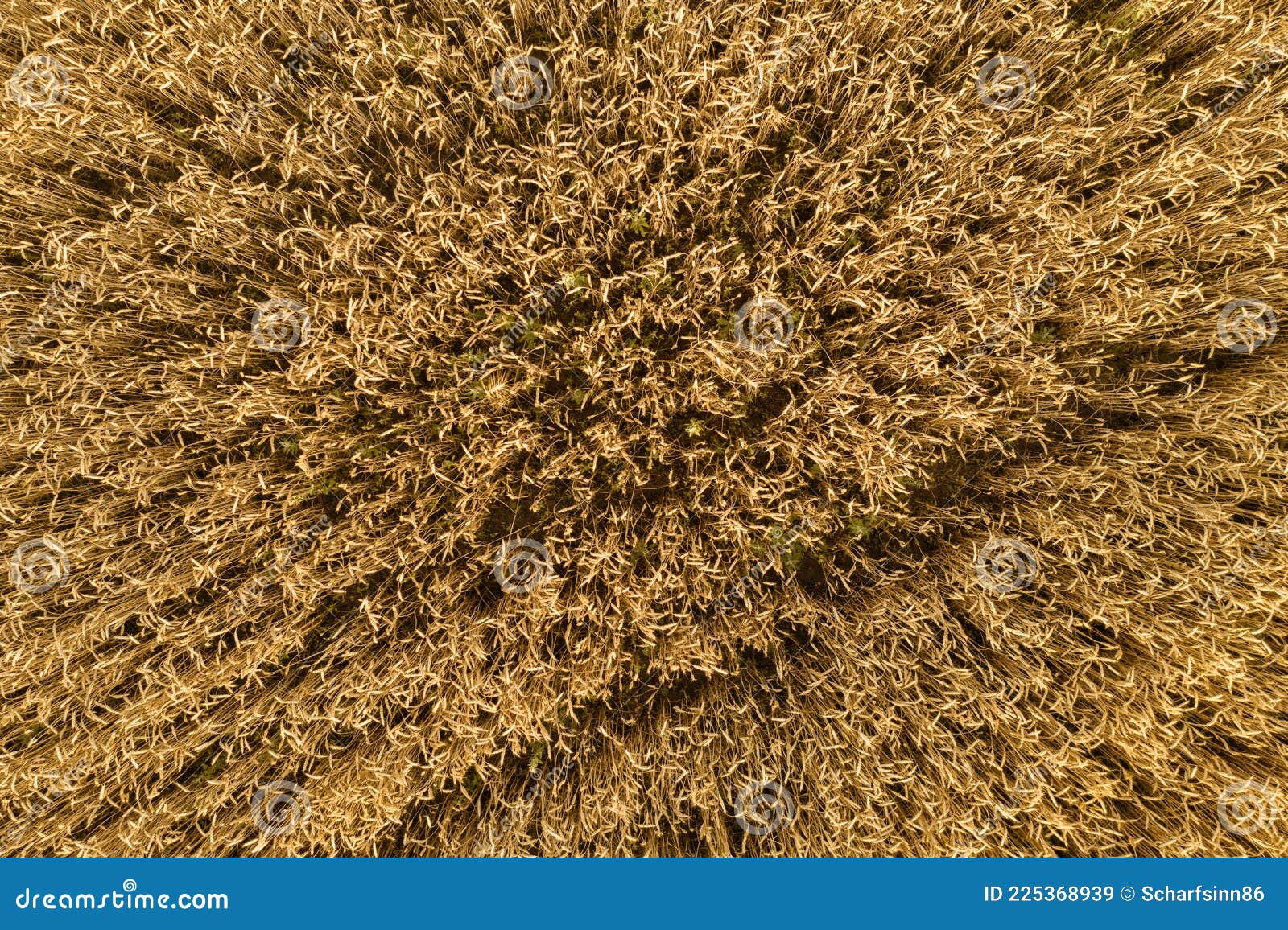 Ripe Wheat Field. Aerial View Stock Image - Image of nature, landscape ...