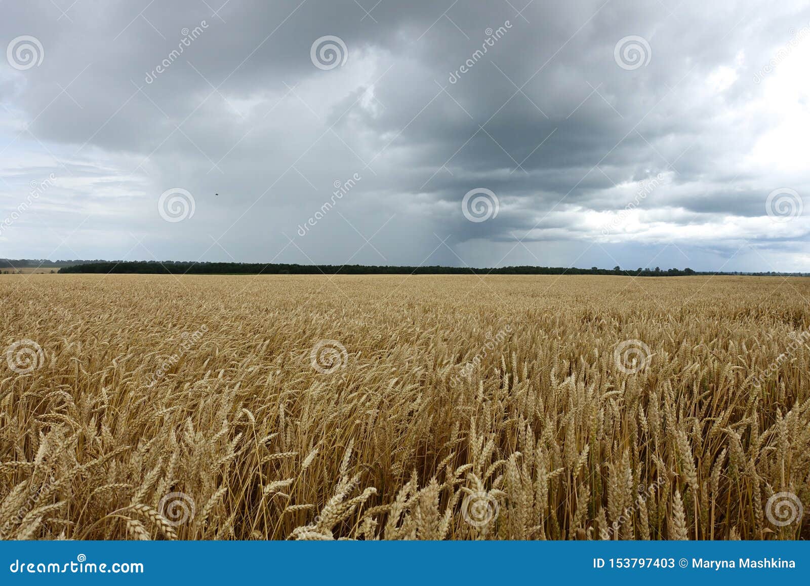 Ripe Wheat in the Field Background Stock Image - Image of bright, cloud ...