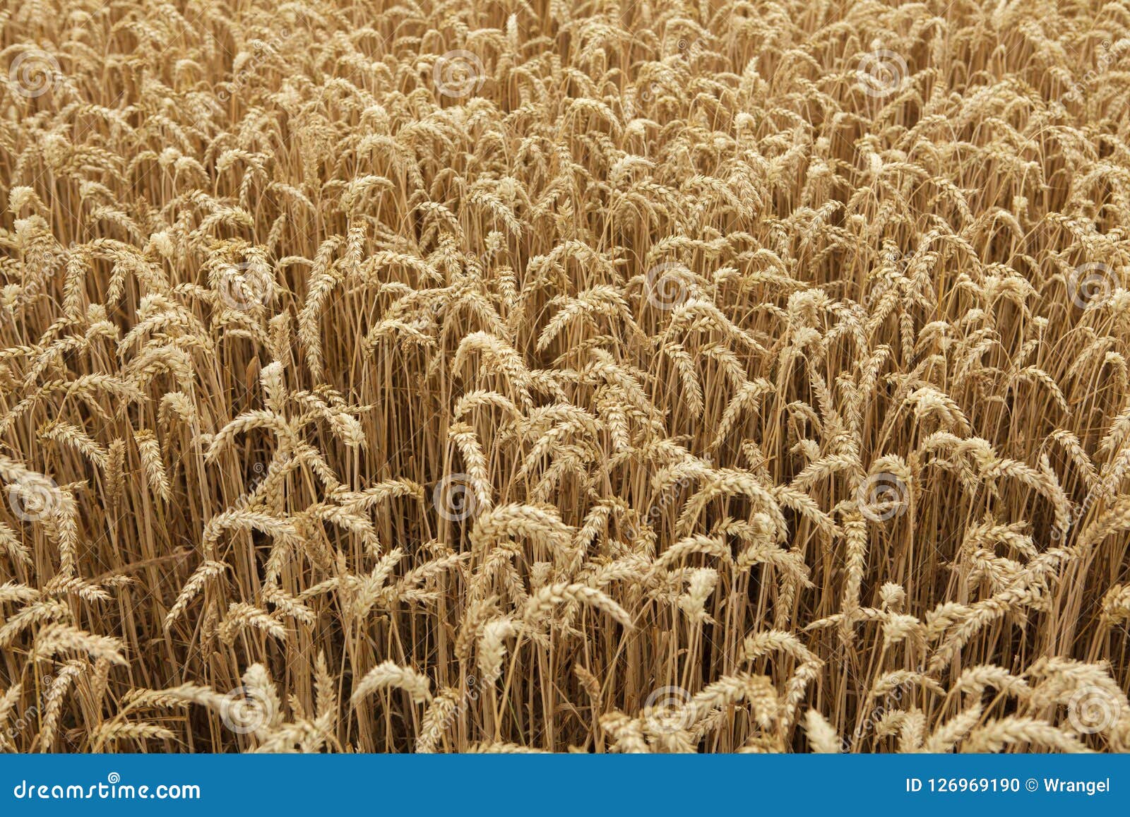 Ripe Wheat Field. Background Texture Stock Photo - Image of agriculture ...