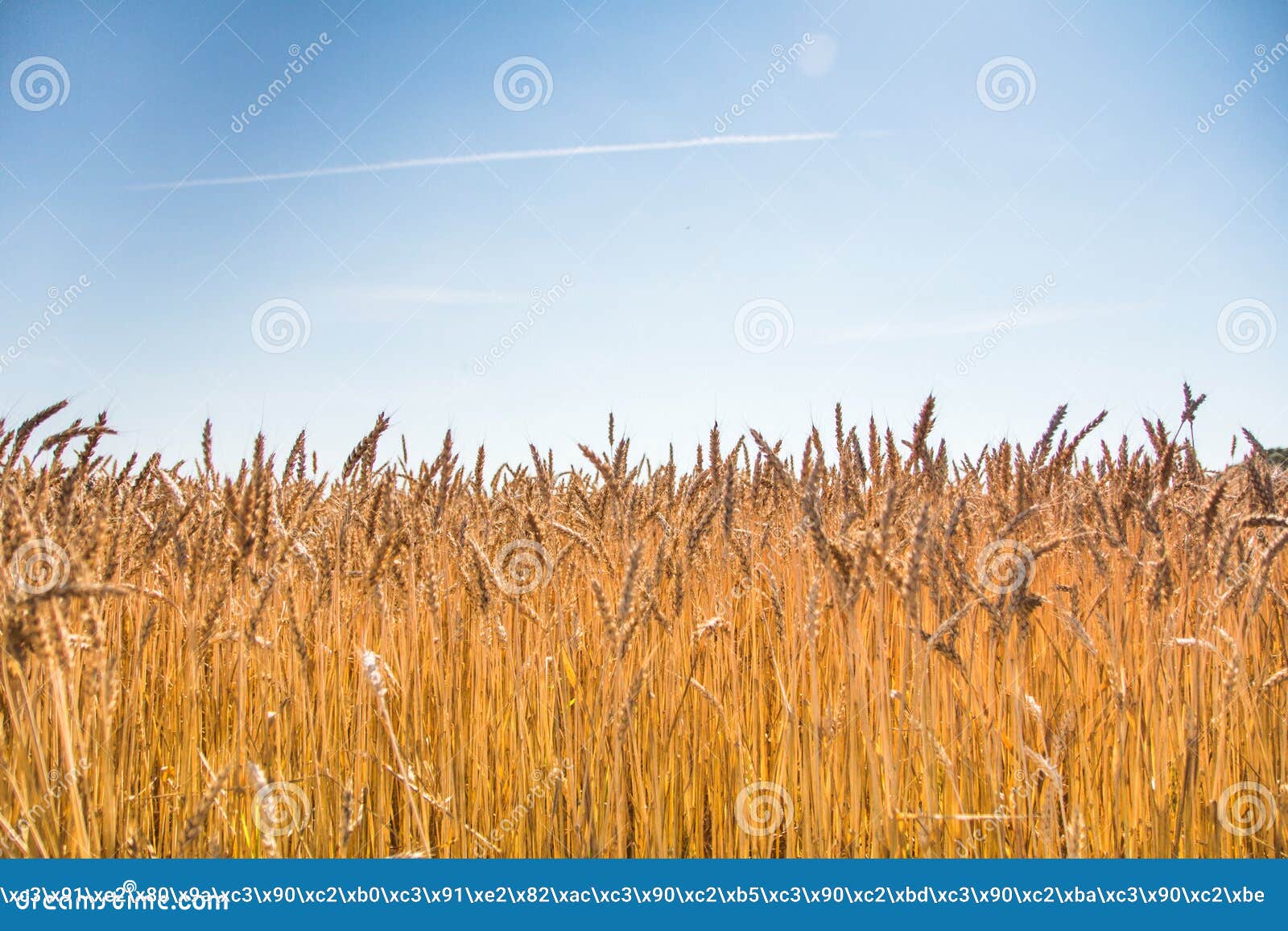 Ripe wheat field stock photo. Image of flour, grain, harvest - 82792032