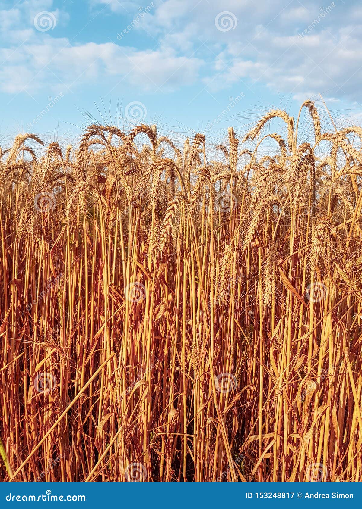 Ripe wheat field stock image. Image of ecology, harvesting - 153248817