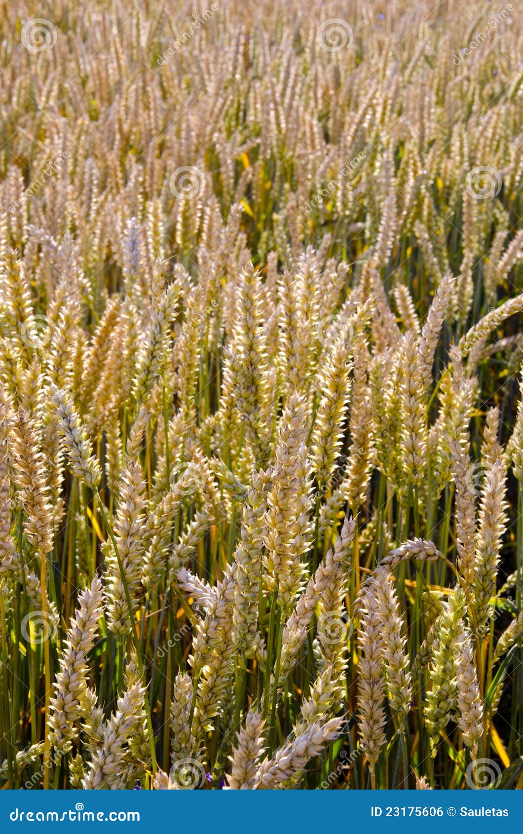 Ripe Wheat Field Closeup Agricultural Background Stock Photo - Image of ...