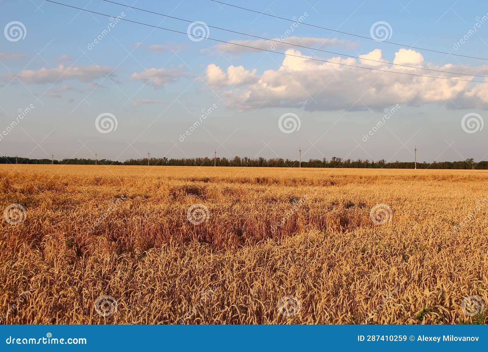 Ripe Wheat Field at Evening Stock Image - Image of sunset, nature ...