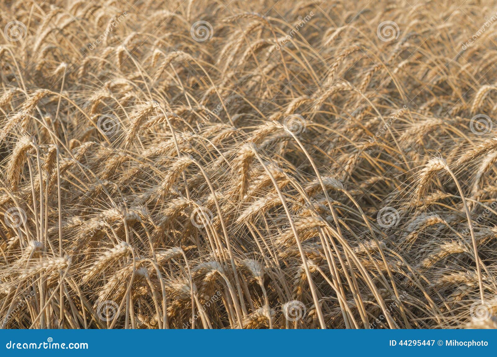 Ripe wheat field stock image. Image of golden, gold, food - 44295447
