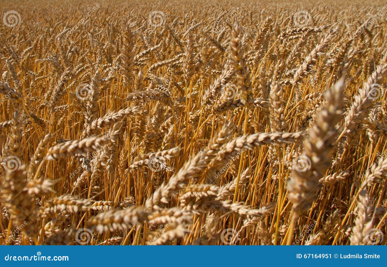 Ripe wheat on a field. stock image. Image of farmland - 67164951