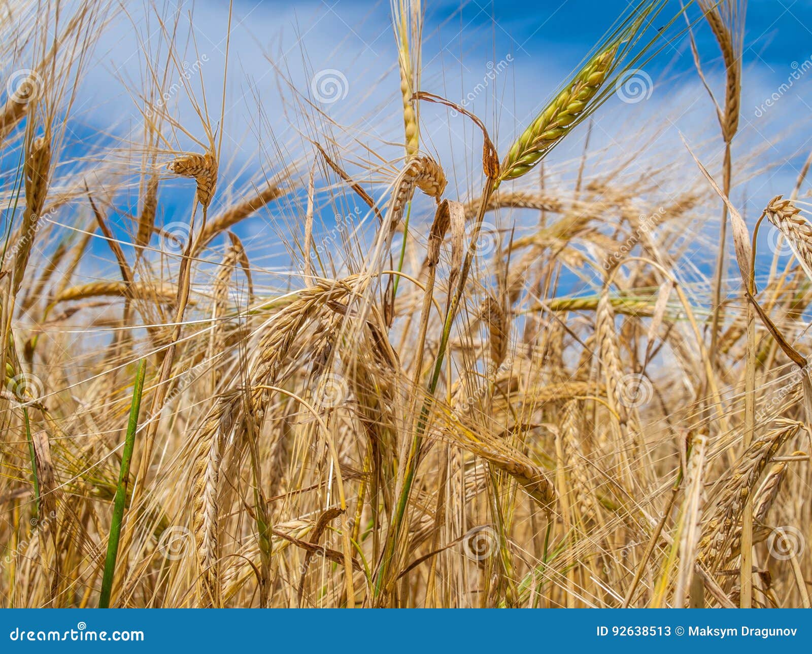 Ripe wheat on field stock image. Image of barley, season - 92638513
