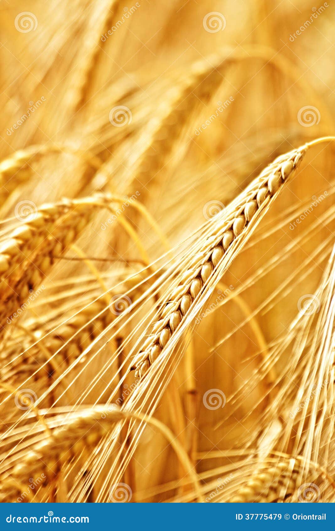 Ripe Wheat on a Field in Summer Stock Image - Image of baking, growing ...