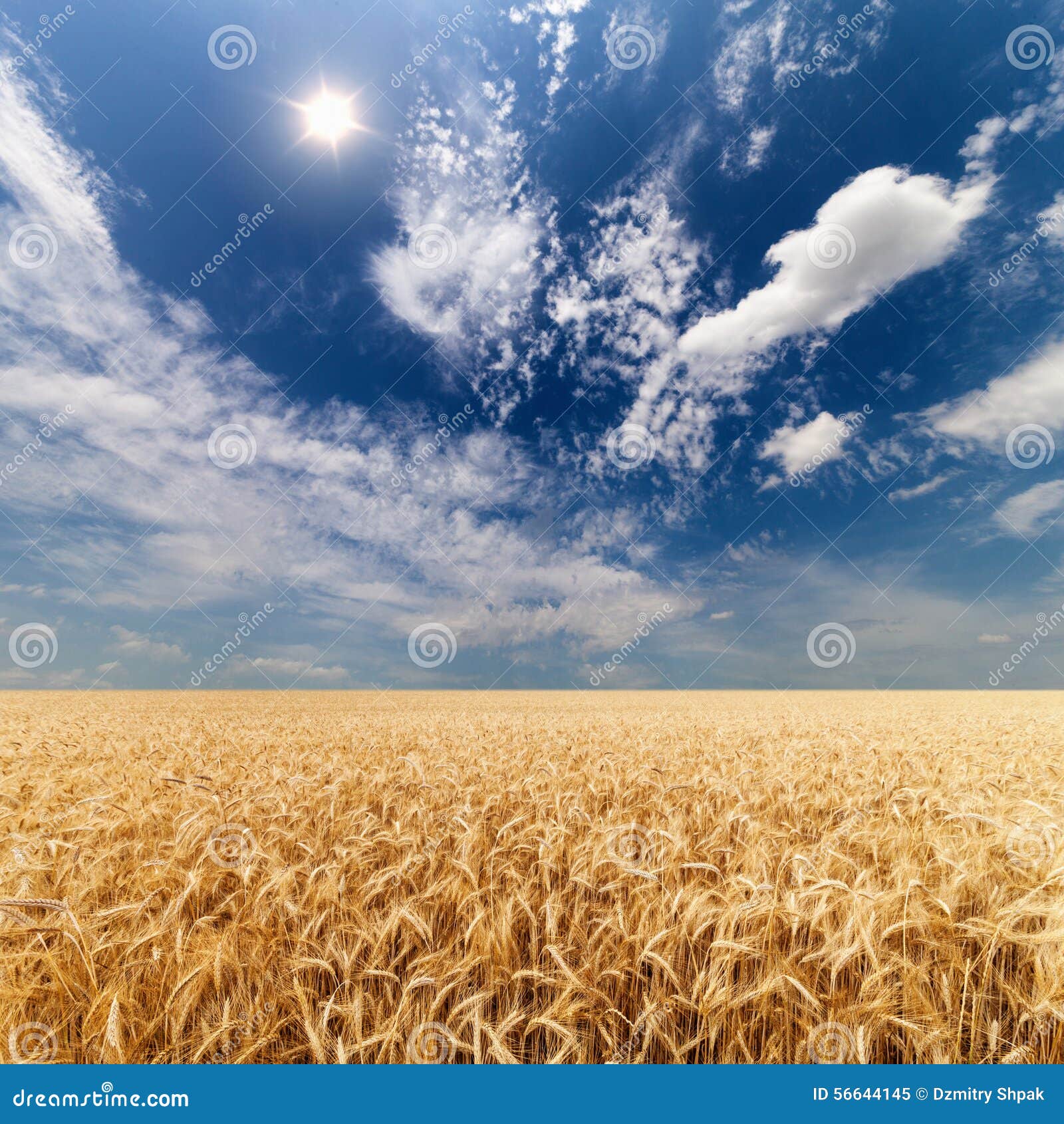 Ripe Wheat Field Under Cloudy Sky Stock Image - Image of grain, yellow ...