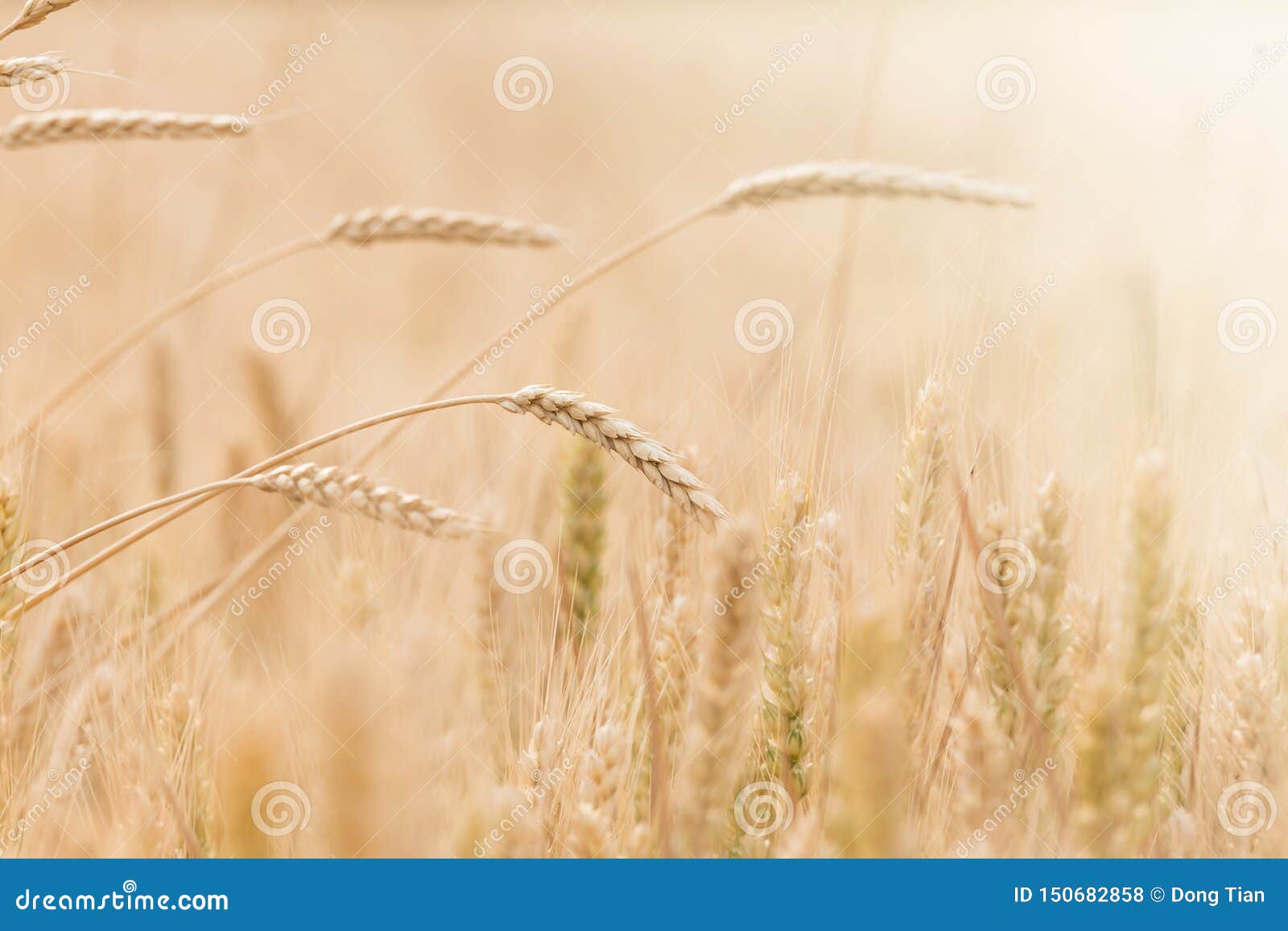 Ripe wheat in the fields stock photo. Image of fields - 150682858