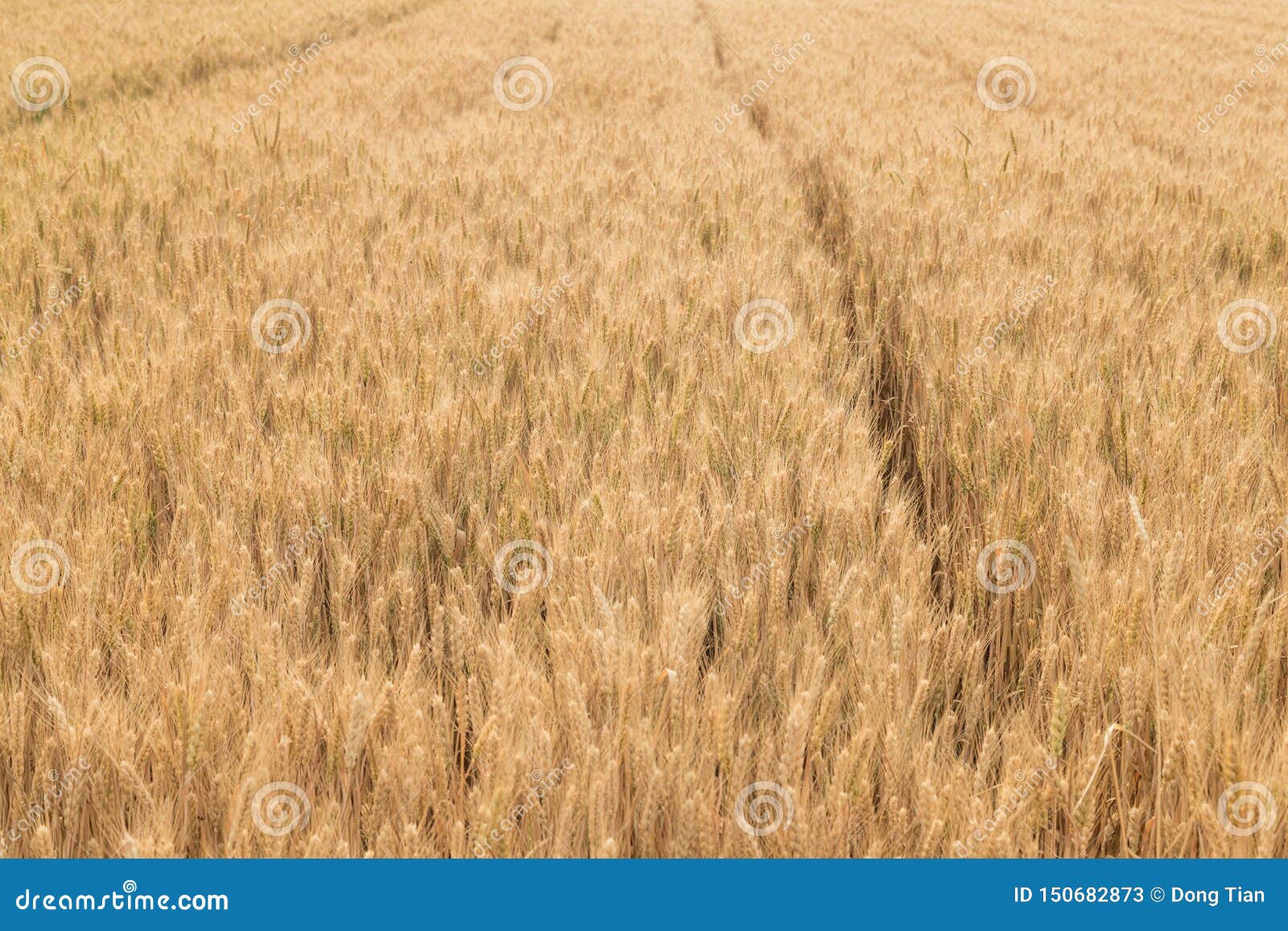 Ripe wheat in the fields stock image. Image of golden - 150682873