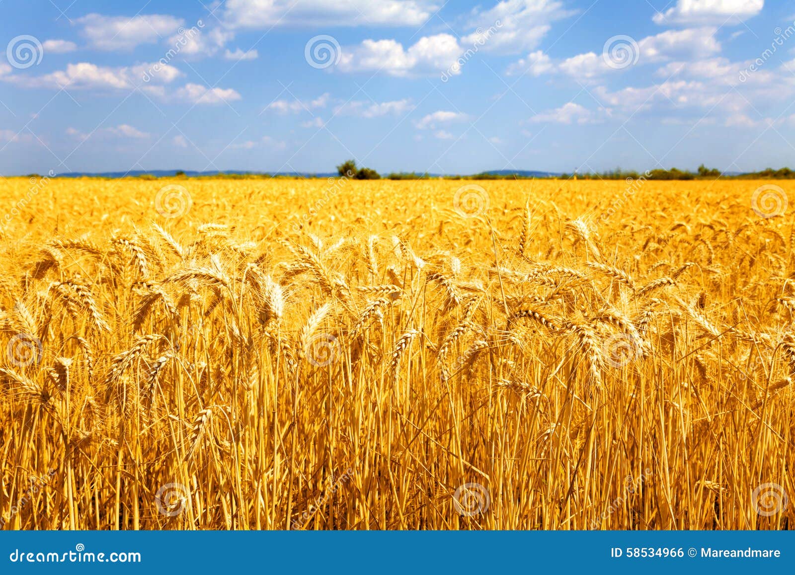 Ripe wheat stock photo. Image of field, bright, rural - 58534966