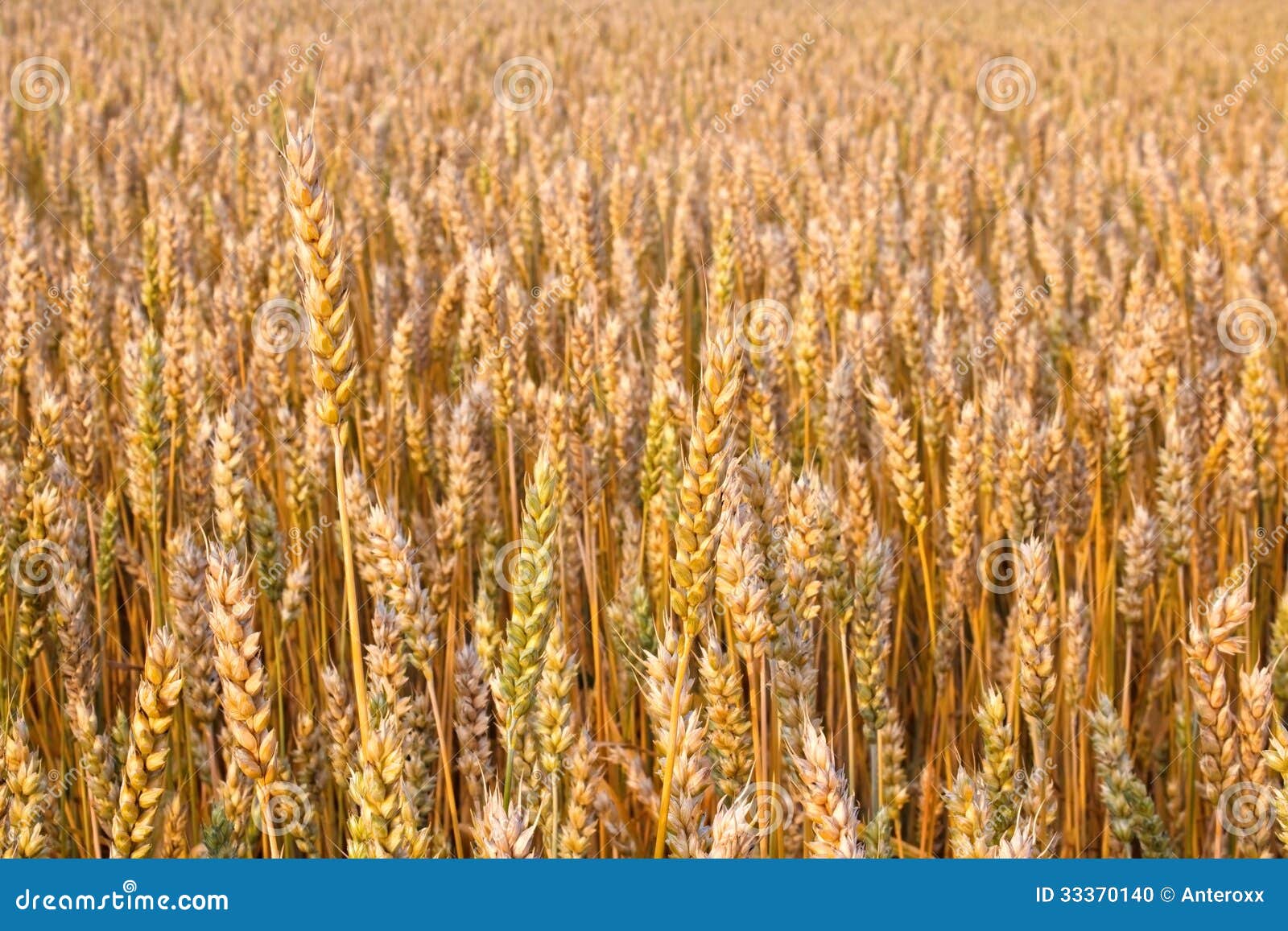 Ripe wheat stock photo. Image of wheat, golden, food - 33370140