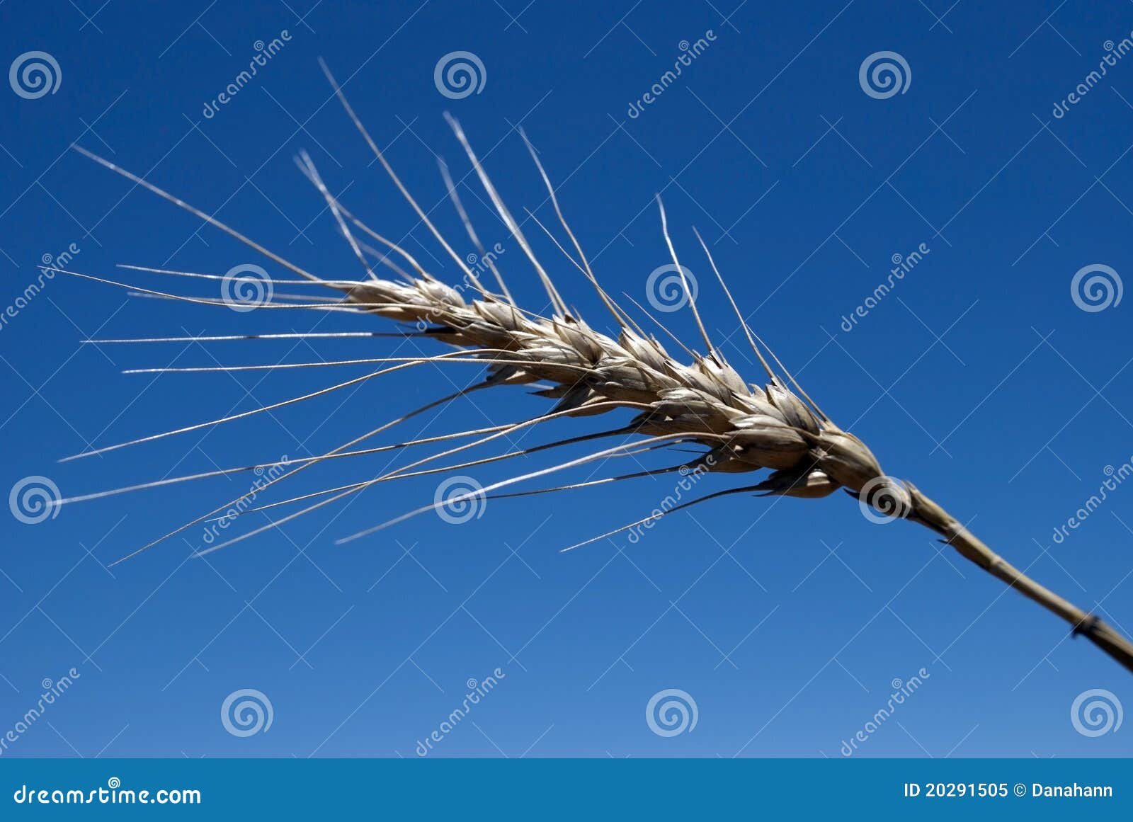 Ripe Wheat Head stock image. Image of macro, agriculture - 20291505