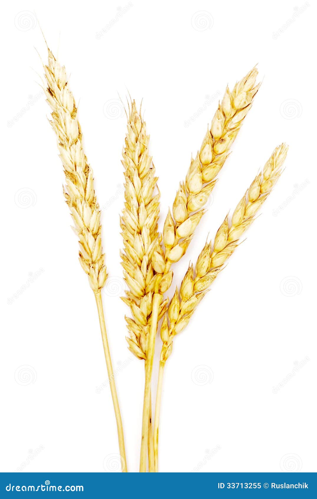 Ripe wheat stock image. Image of natural, beauty, growth - 33713255