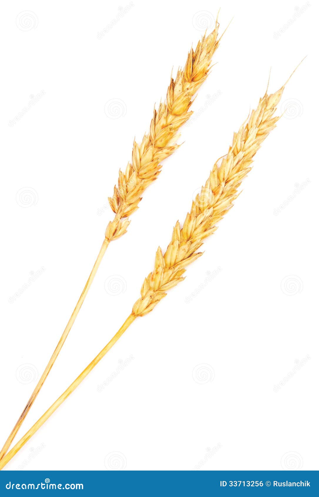 Ripe wheat stock photo. Image of agriculture, harvest - 33713256