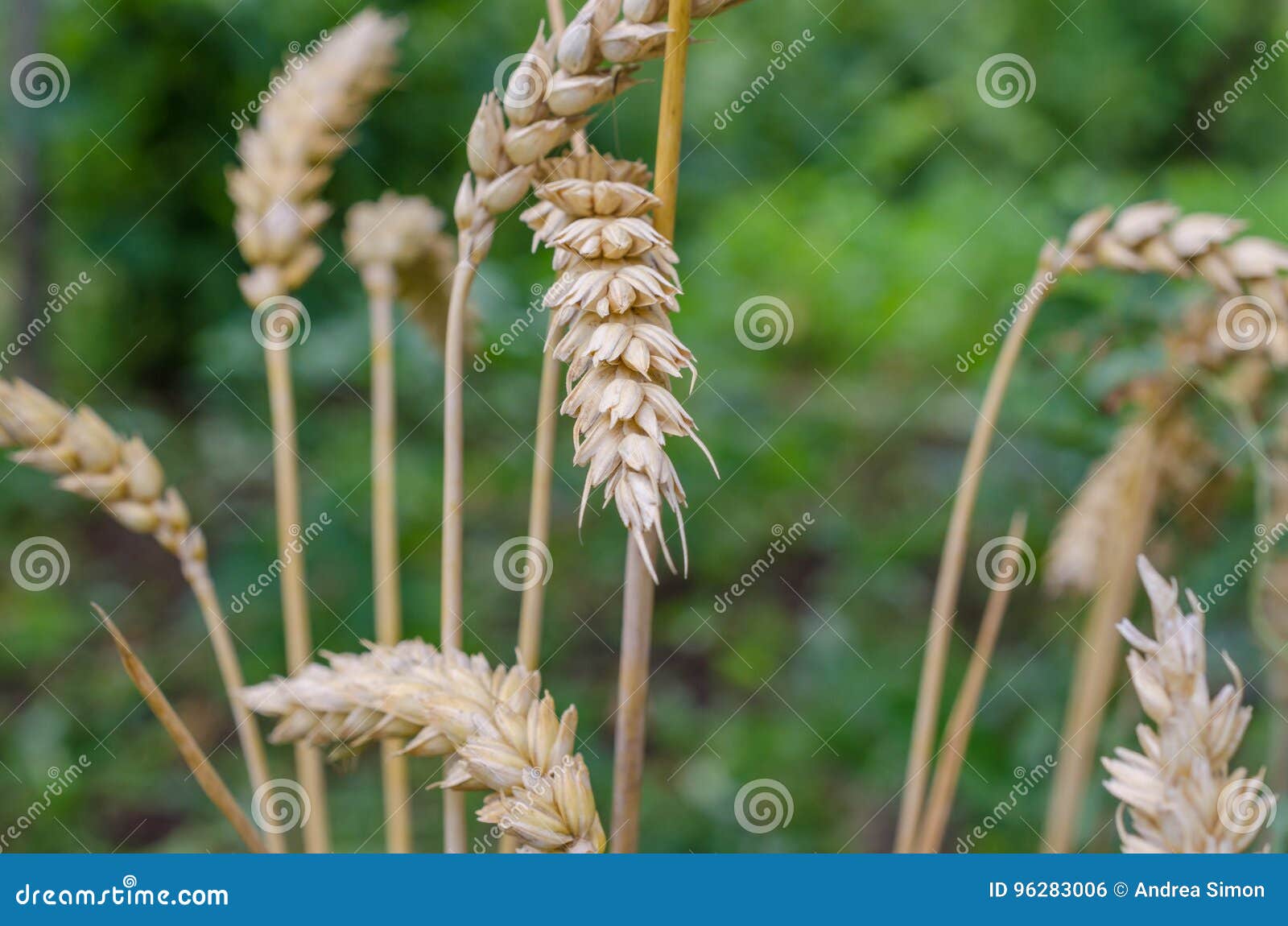 Ripe wheat stock photo. Image of stem, growth, ripe, nature - 96283006