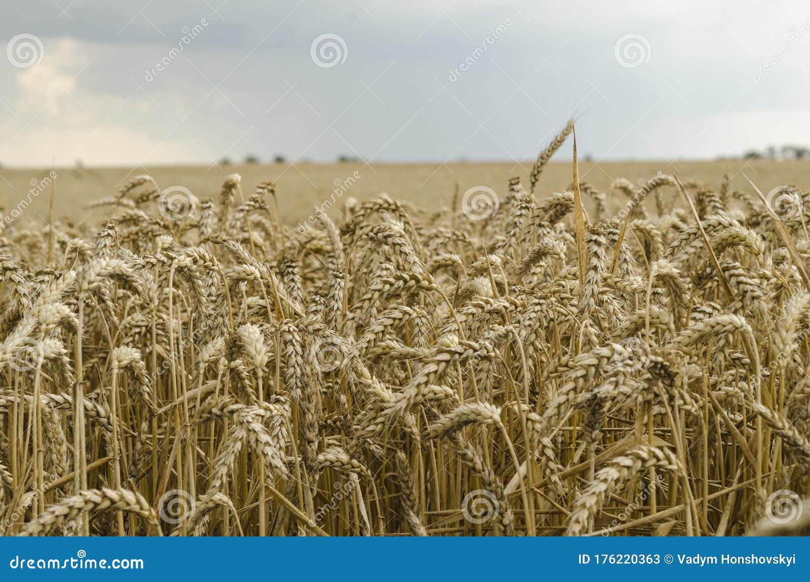 Ripe Wheat Ready for Harvest Stock Image - Image of grow, goldish ...