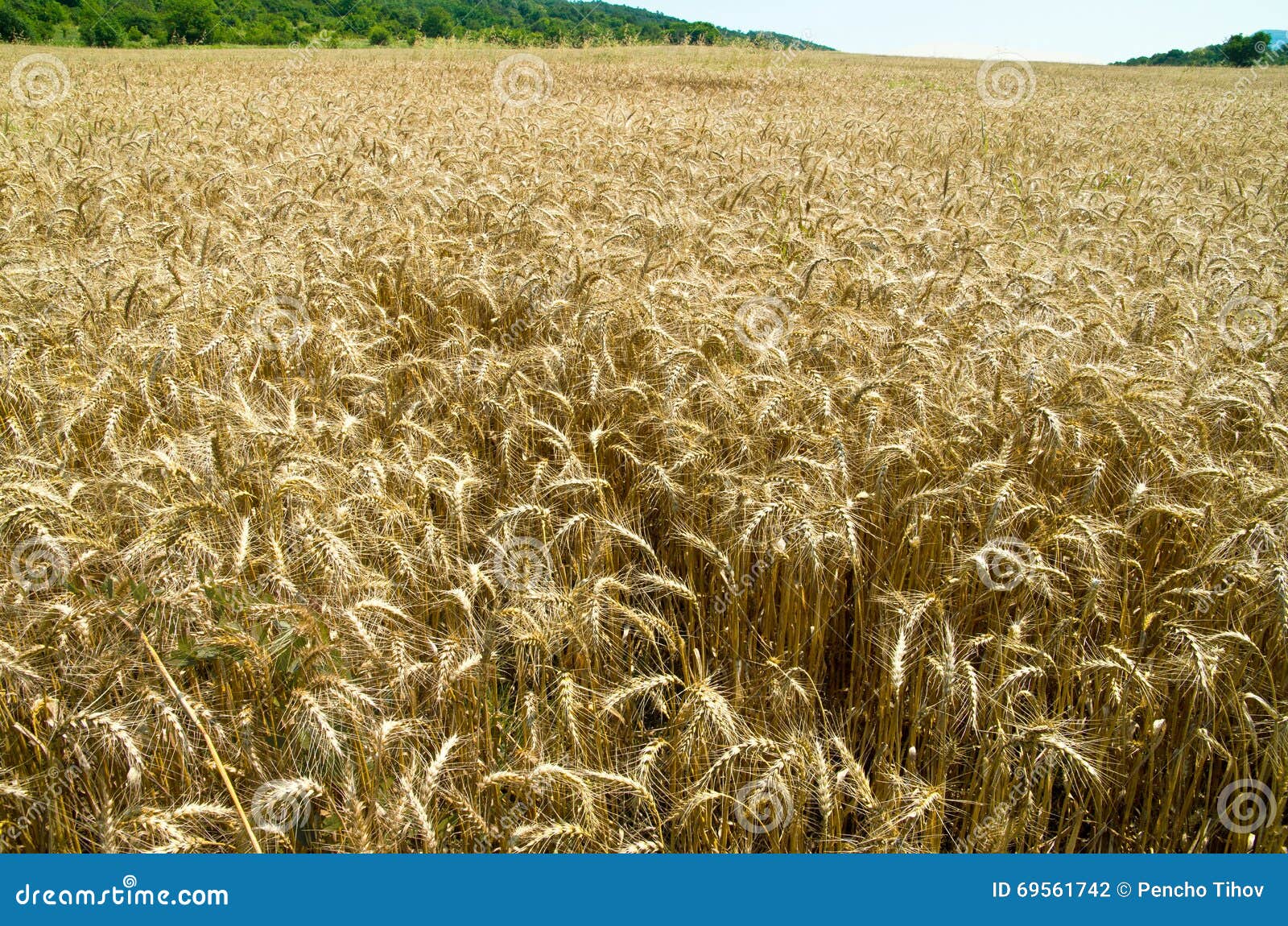 Ripe wheat stock photo. Image of nature, ripe, summer - 69561742