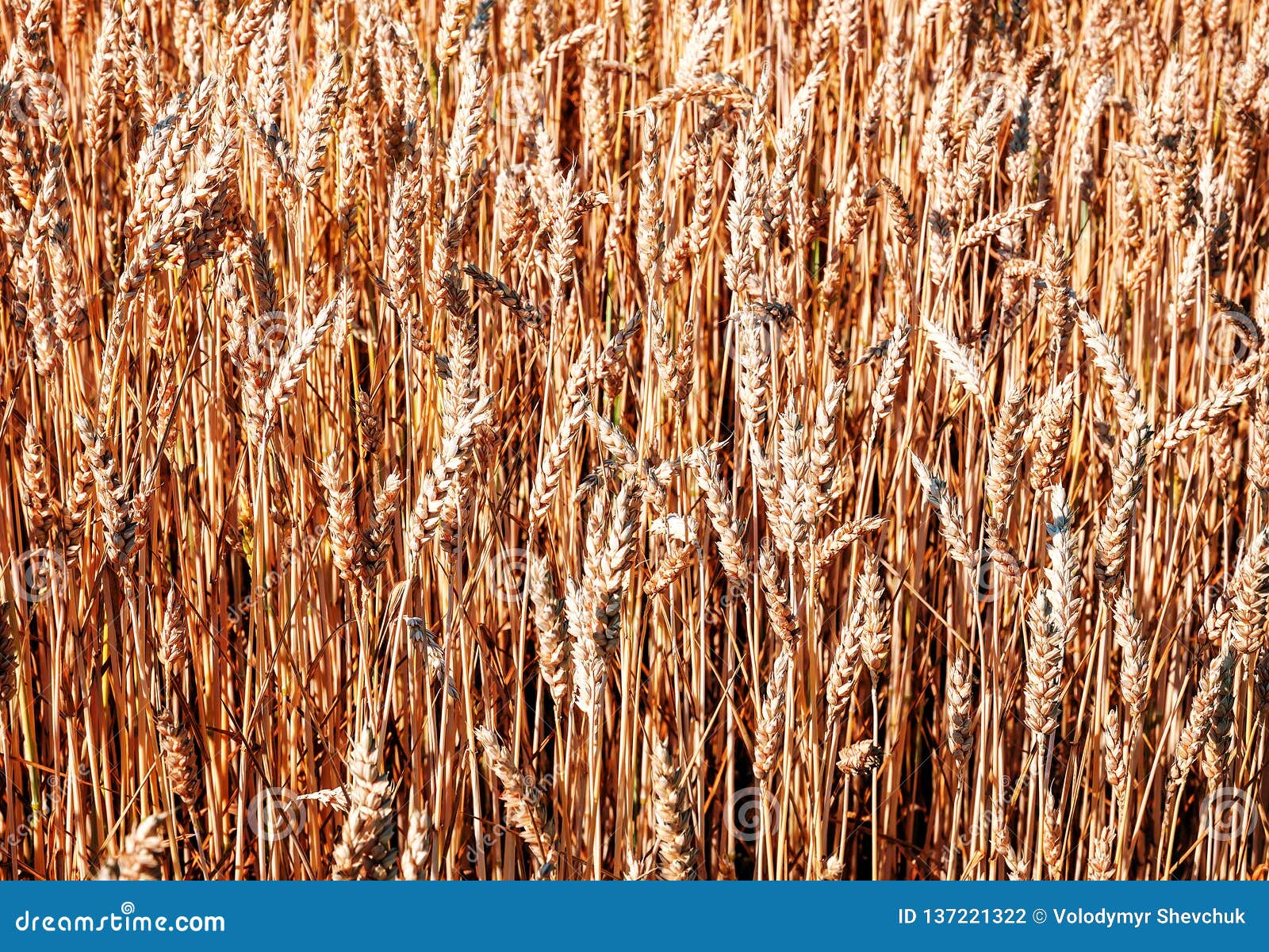 Ripe wheat stalks texture stock photo. Image of particle - 137221322