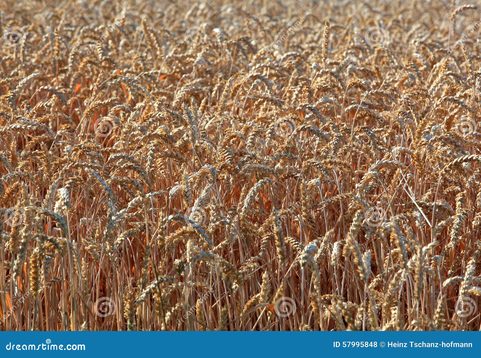 Ripe wheatfield stock photo. Image of issues, cereals - 57995848