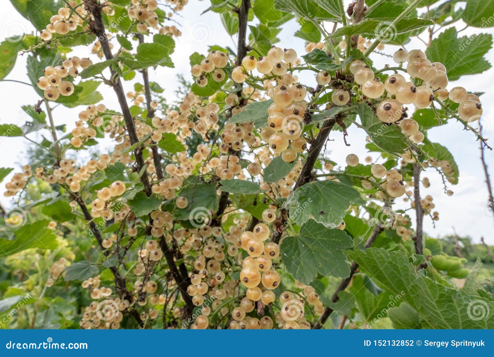 Ripe White Currants in the Garden Stock Photo - Image of agriculture ...