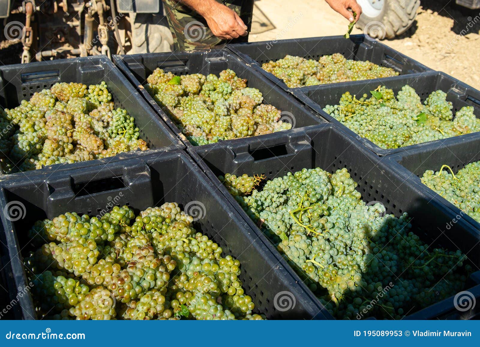 Ripe white grapes in boxes stock image. Image of agriculture - 195089953