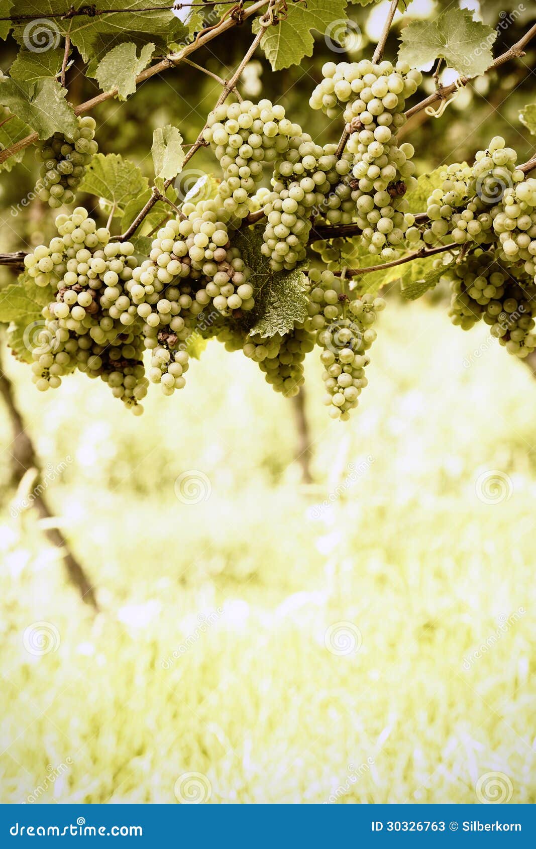 Ripe white Riesling grapes stock image. Image of grape - 30326763