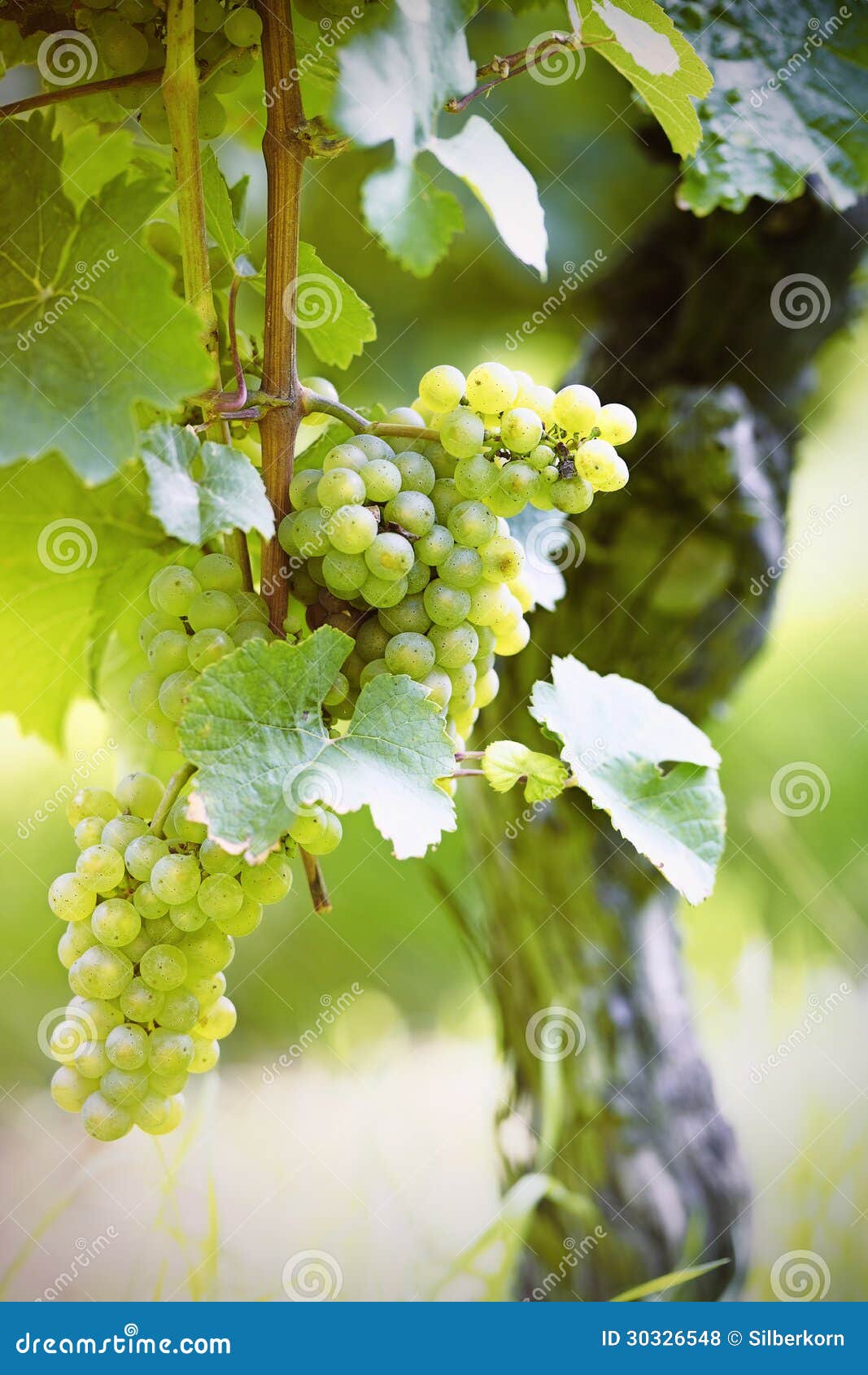 Ripe white Riesling grapes stock photo. Image of nature - 30326548