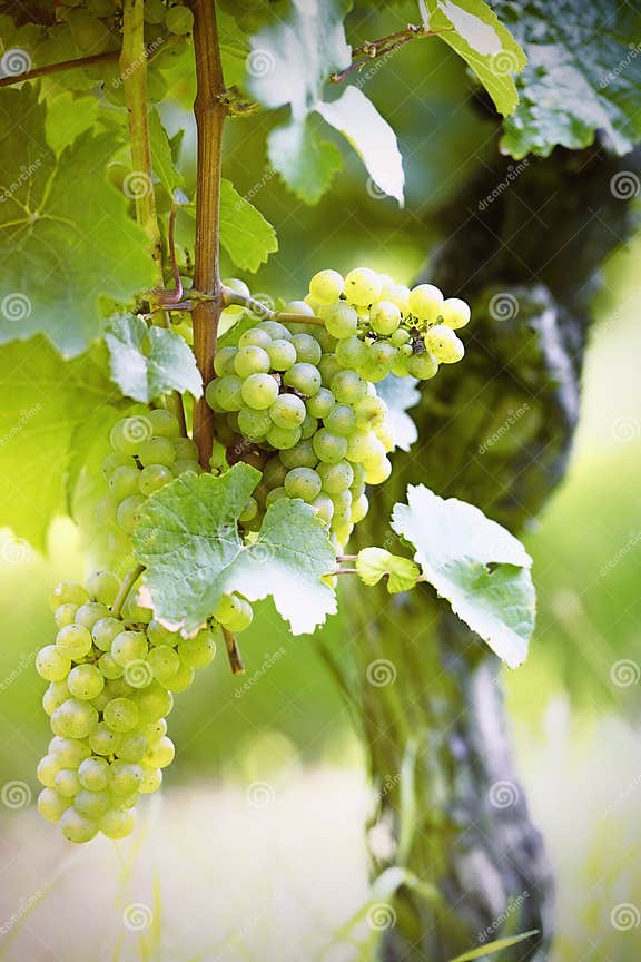 Ripe white Riesling grapes stock photo. Image of nature - 30326548