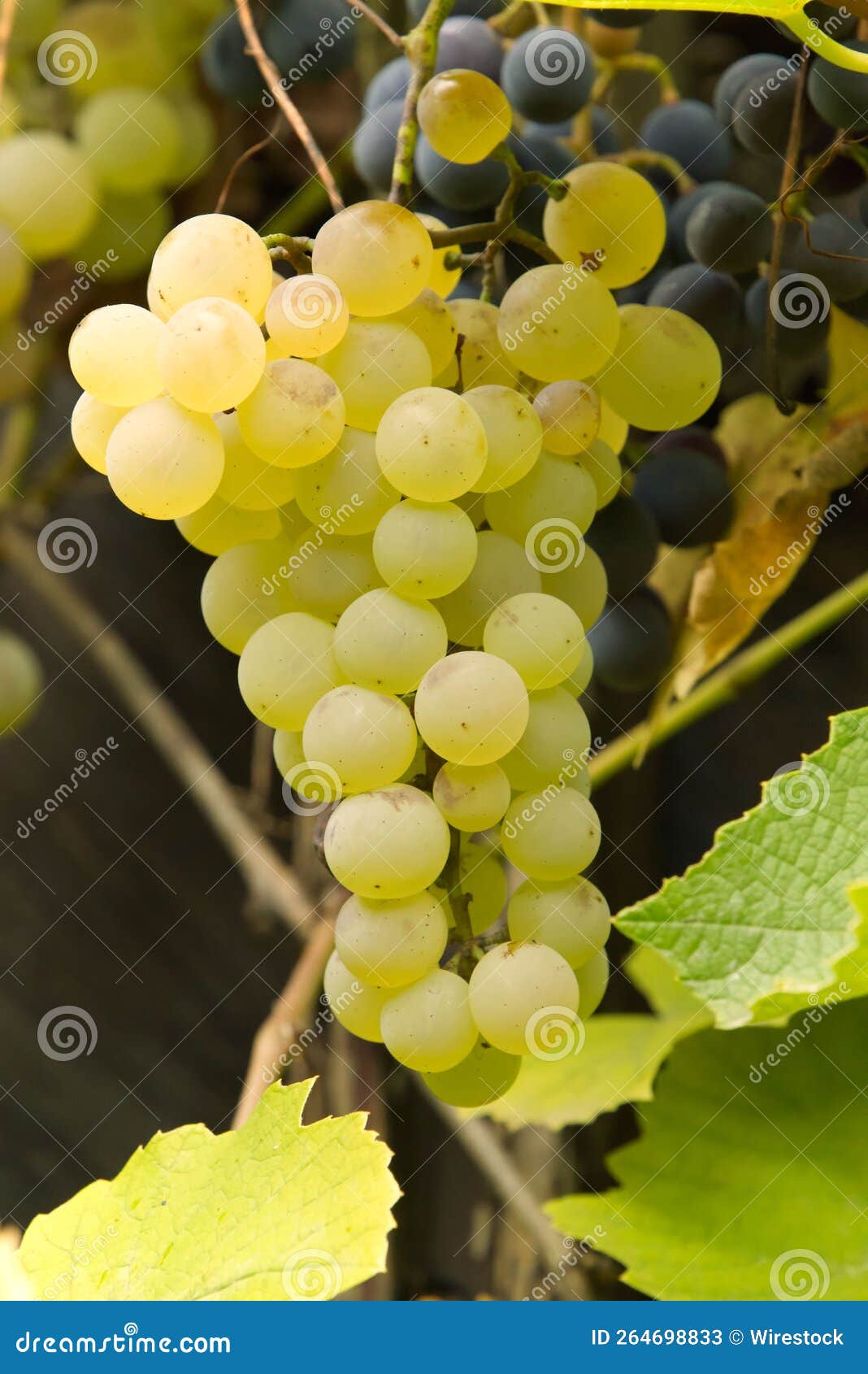 Ripe White, Vitis Vinifera Grape, Vertical Stock Image - Image of juicy ...
