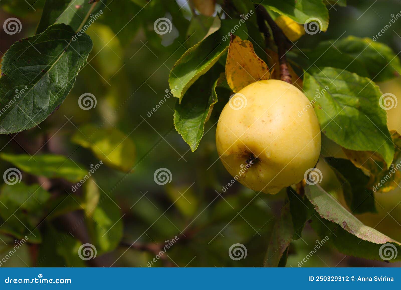 Ripe Wild Apples in the Forest Stock Photo - Image of wild, morning ...