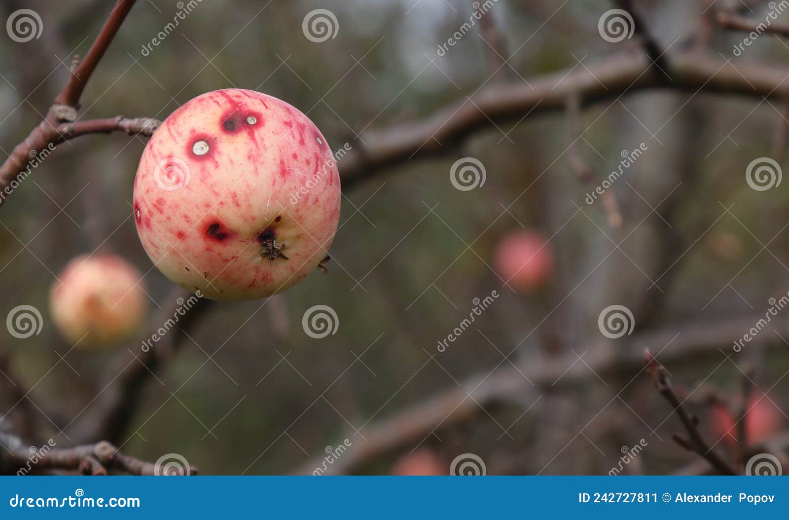 Ripe Wild Apples in the Forest Stock Image - Image of autumn, harvest ...