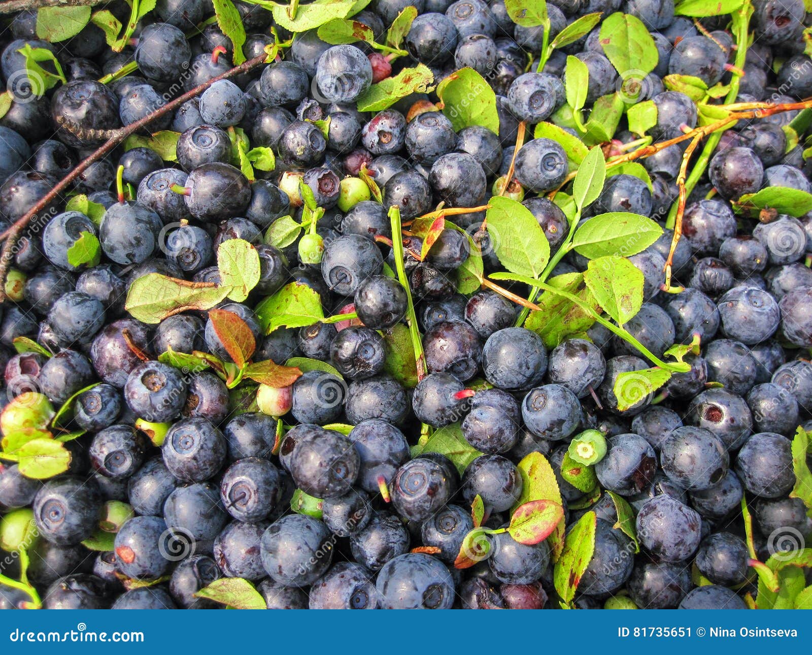 Ripe Wild Blueberries with Leaves Lying Stock Image - Image of plant ...