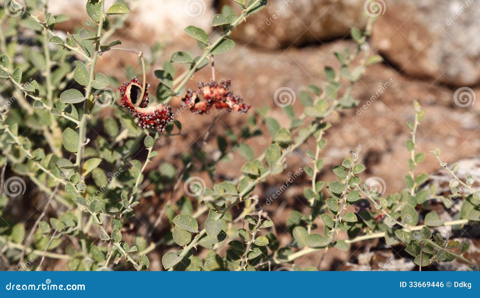 Ripe Wild Capers stock photo. Image of mediterranean - 33669446
