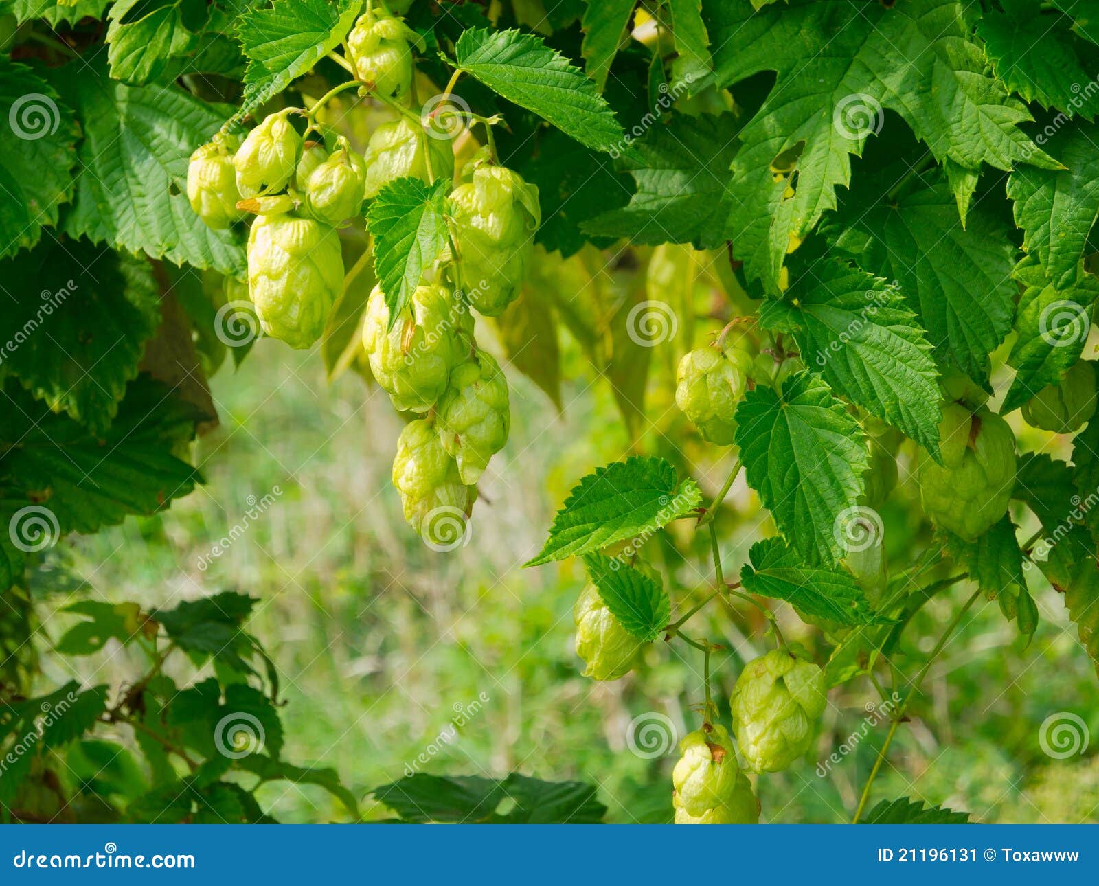 Ripe wild hops stock image. Image of growth, harvesting - 21196131
