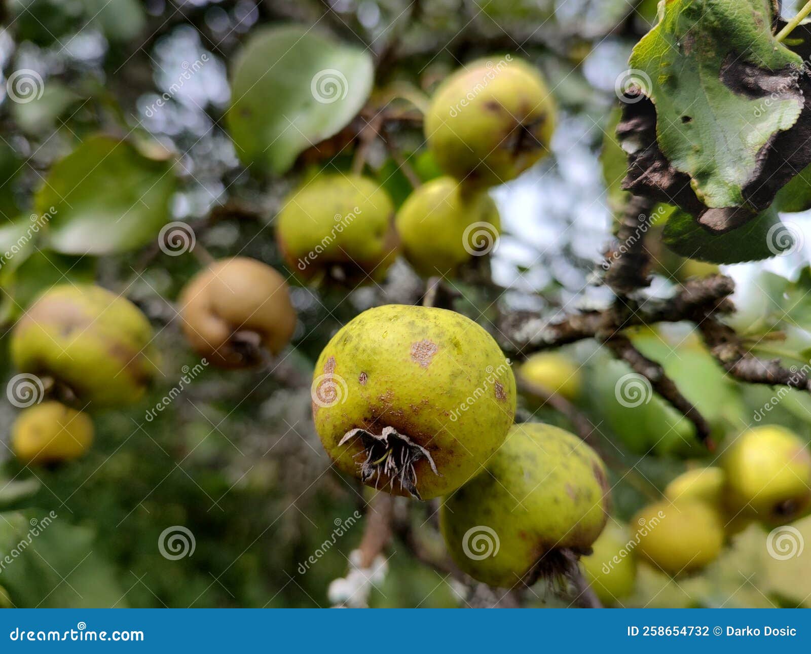 Ripe Wild Pear in the Forest Stock Photo - Image of fruit, landscape ...
