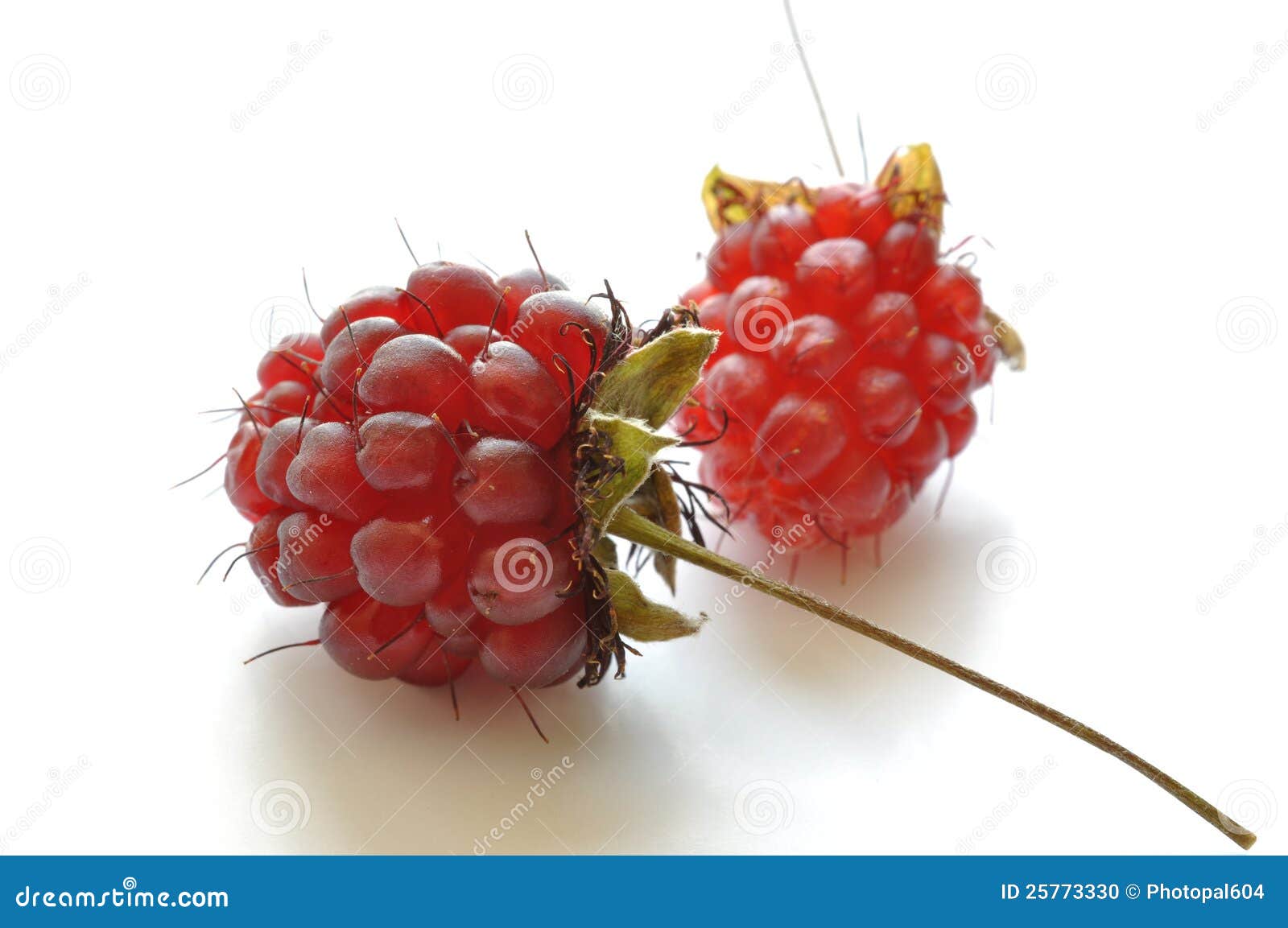 Ripe wild raspberries stock photo. Image of macro, diet - 25773330