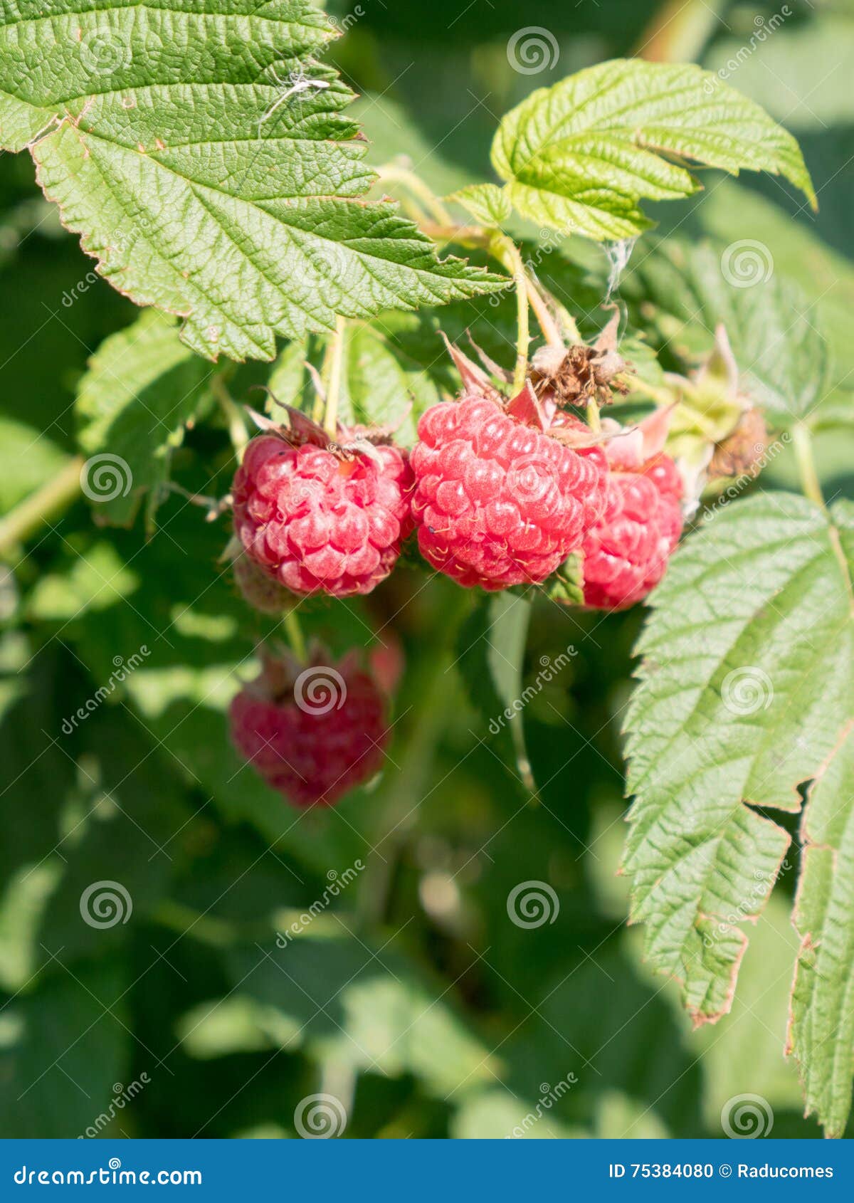 Ripe wild raspberry stock photo. Image of green, detailed - 75384080