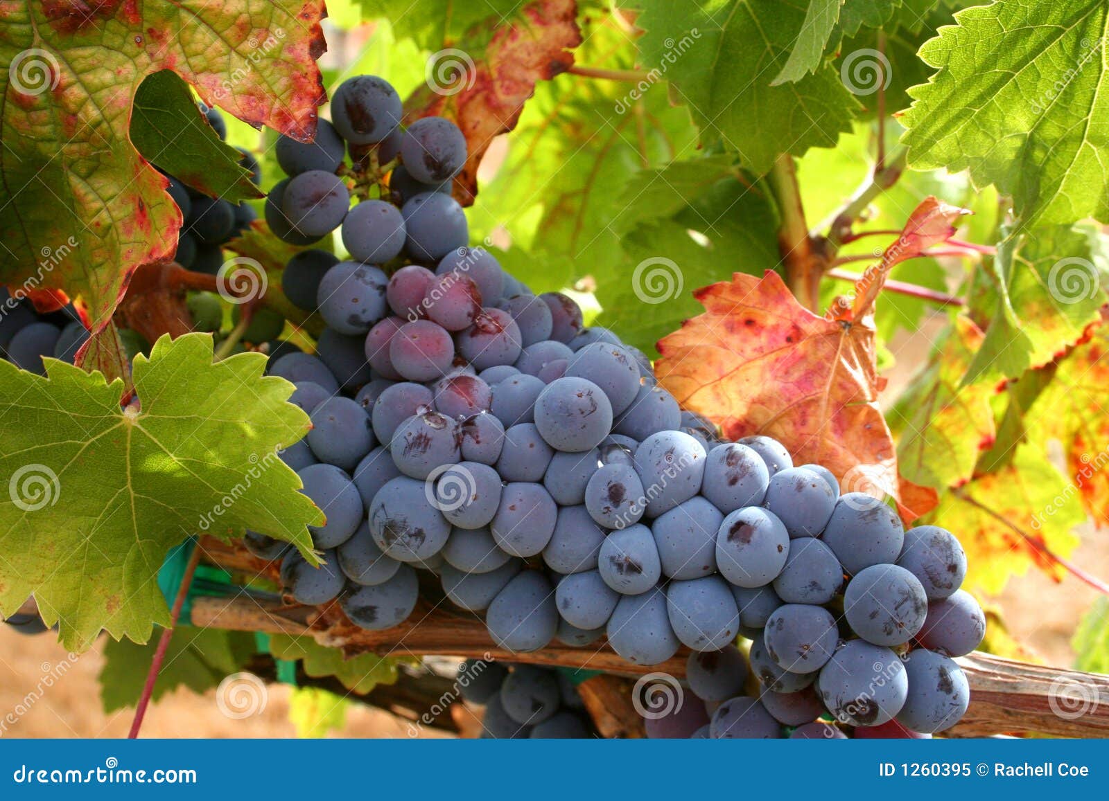 Ripe Wine Grapes stock image. Image of farmland, close - 1260395
