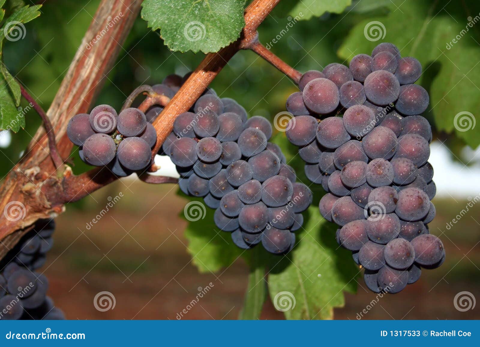 Ripe Wine Grapes stock image. Image of cluster, gris, farm - 1317533