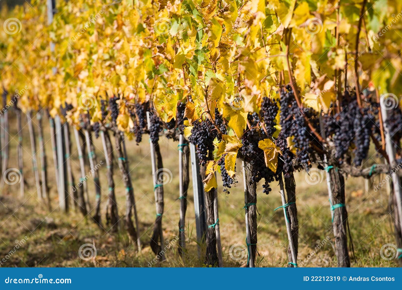Ripe Wine Grapes stock image. Image of healthy, crop - 22212319