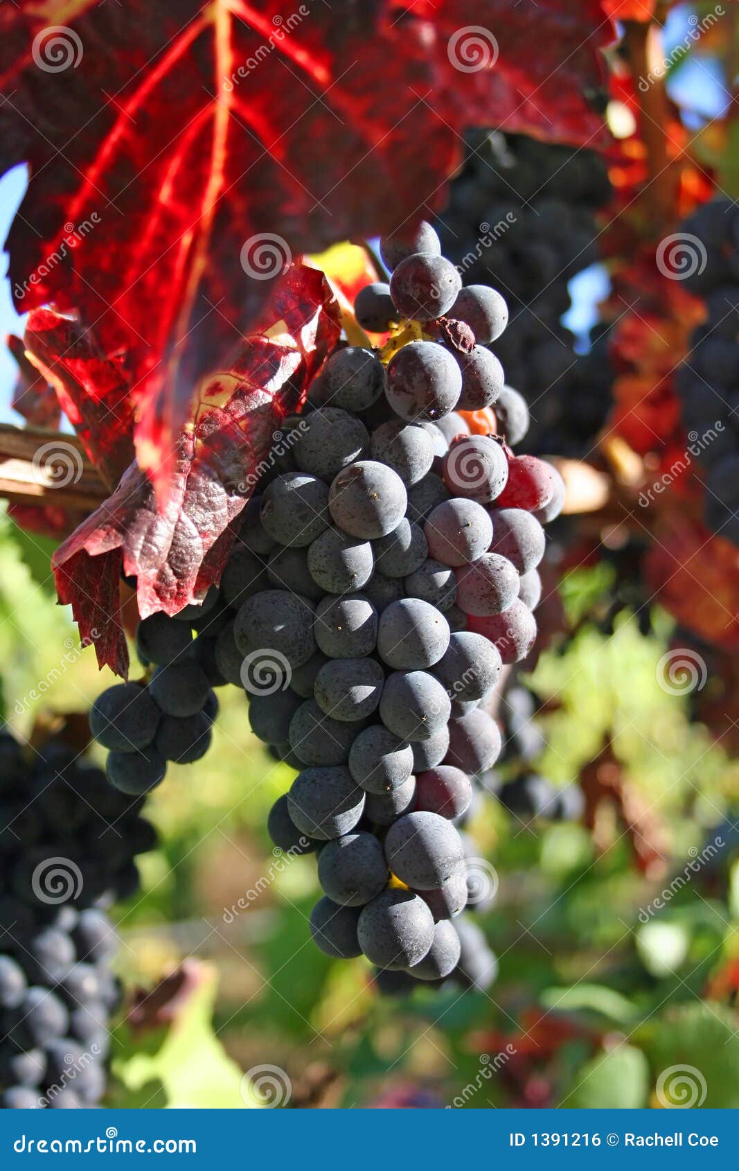Ripe Wine Grapes in Autumn stock photo. Image of farm - 1391216