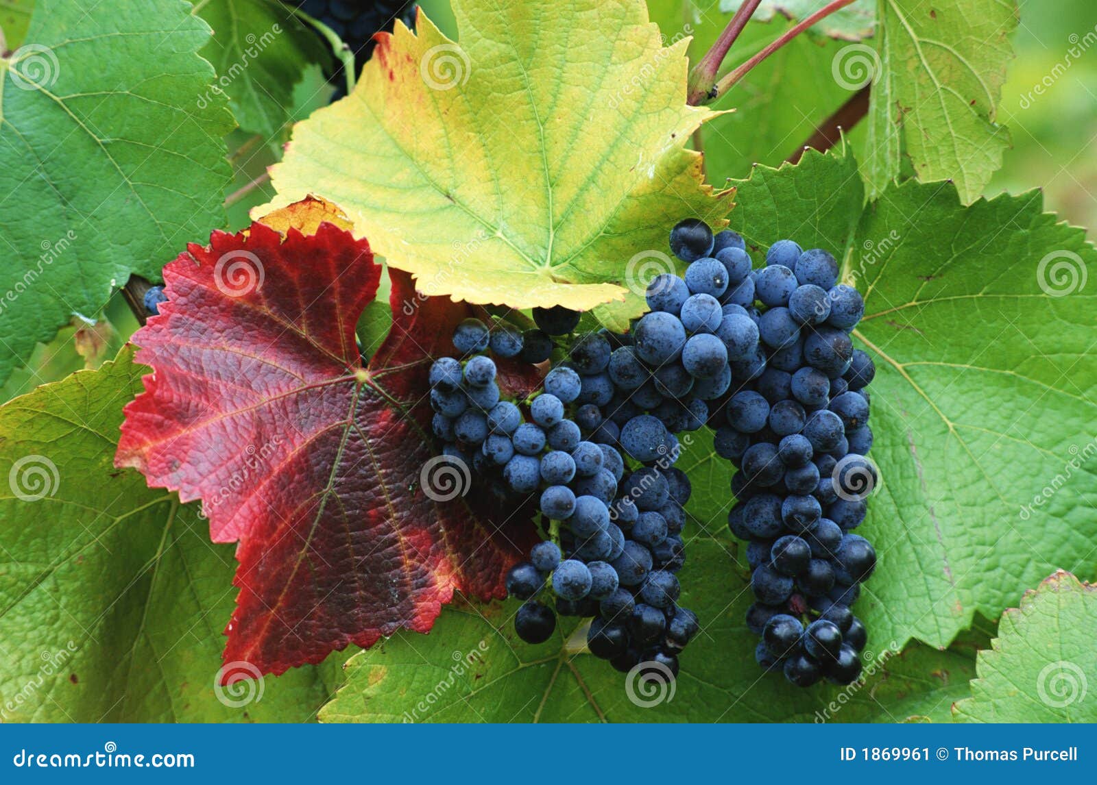 Ripe Wine Grapes on the Vine Stock Image - Image of wine, muscadine ...