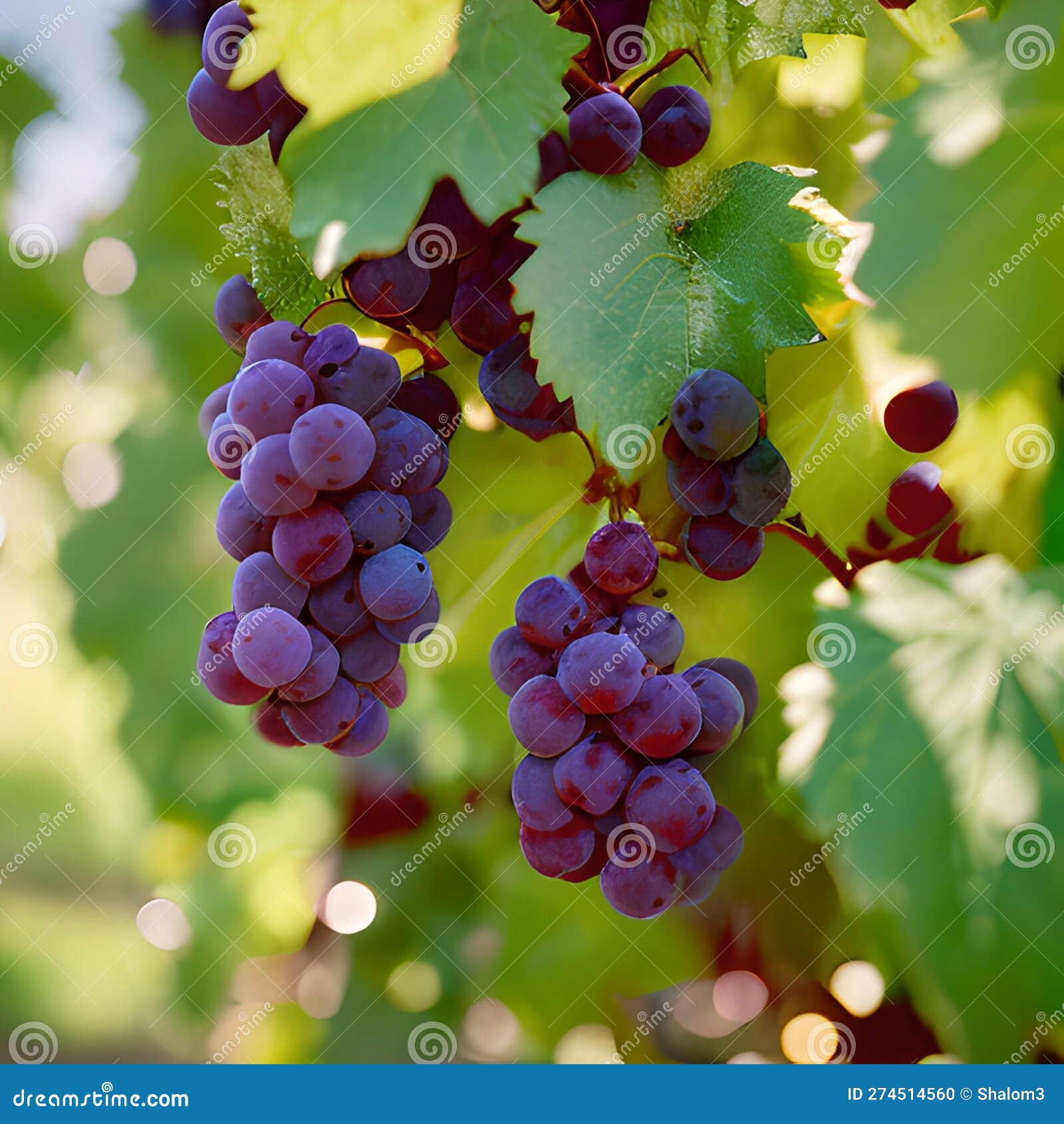 Ripe Wine Grapes on the Vine, Wine Growing, Wine Industry Stock ...