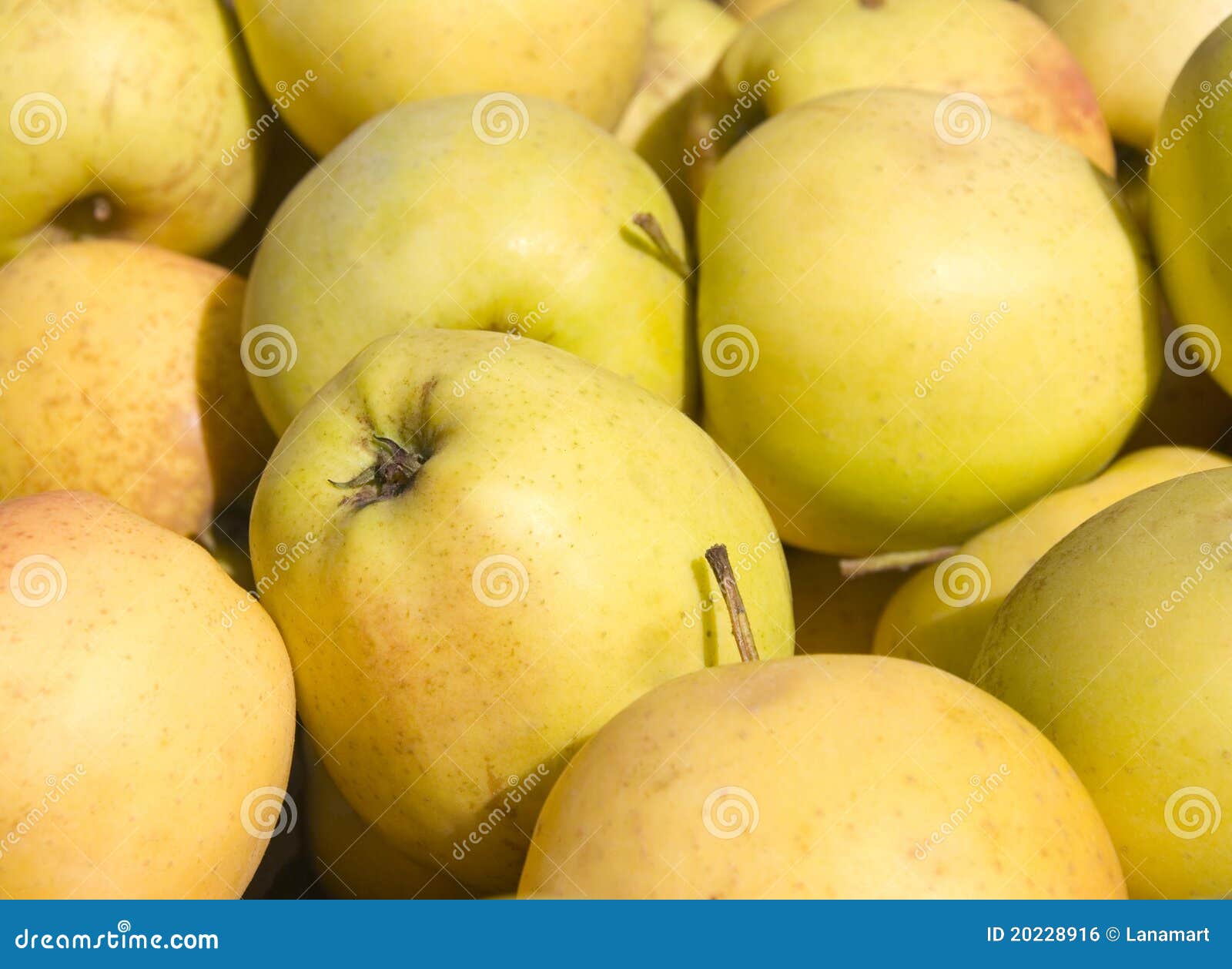 Ripe yellow apples stock photo. Image of heap, apple - 20228916
