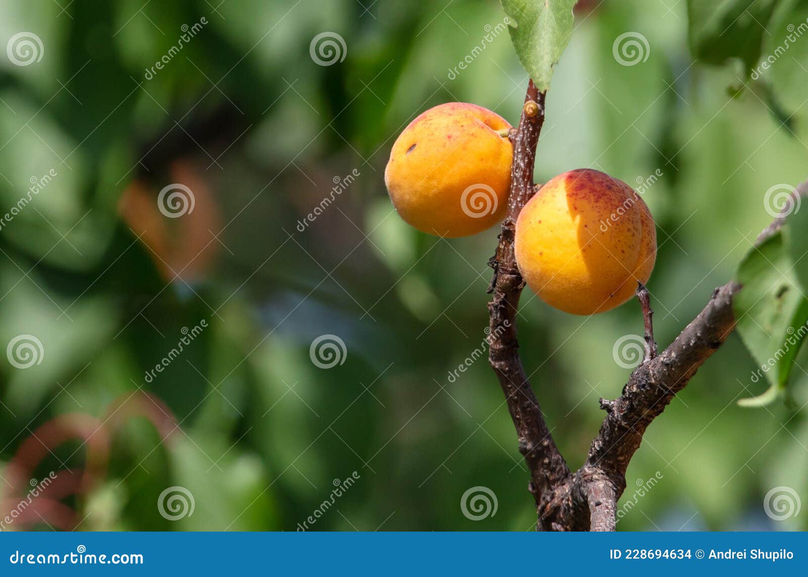 Ripe Yellow Apricots on Tree Branches Stock Photo - Image of organic ...
