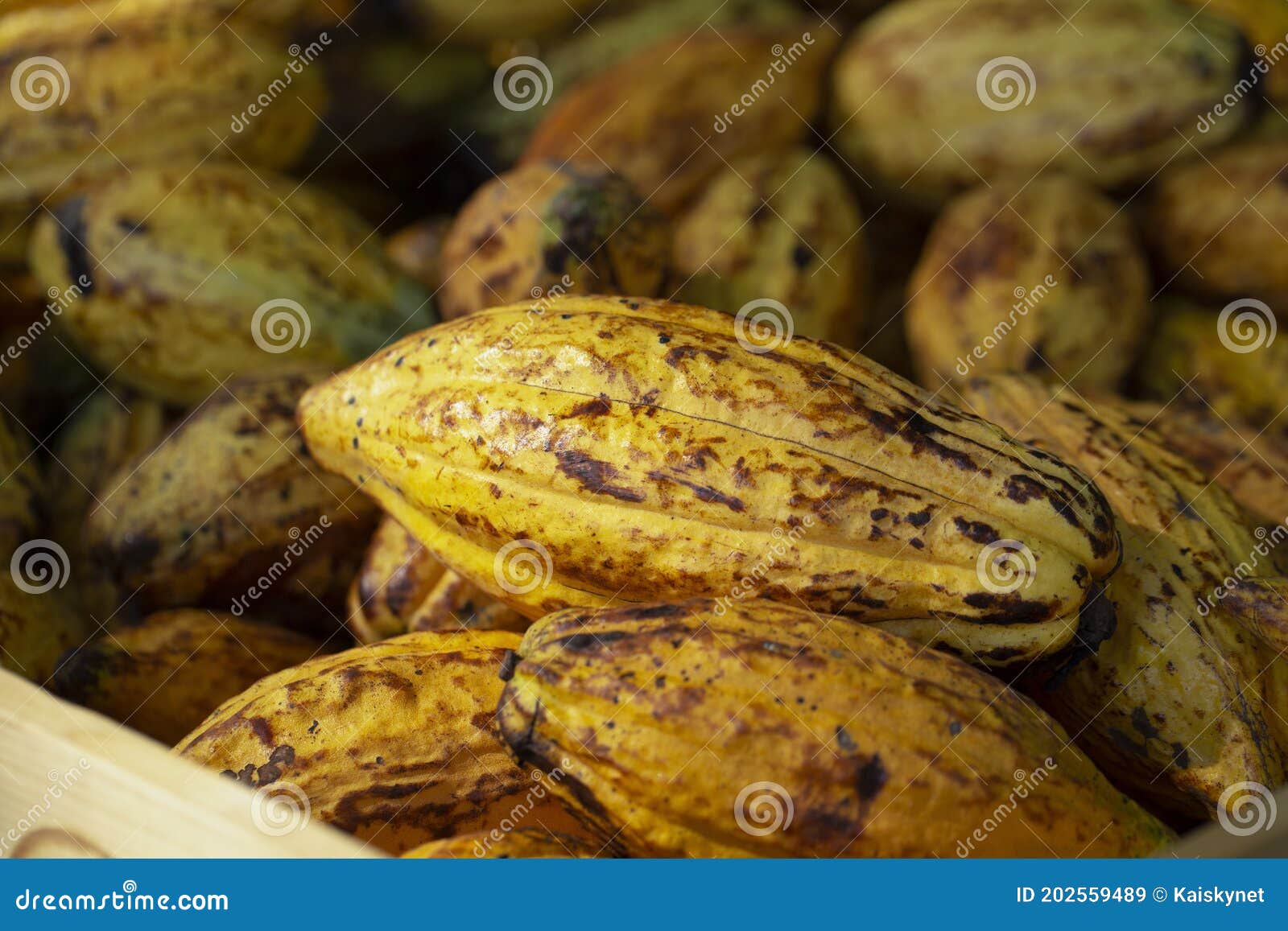 Ripe Yellow Cocoa Pods on a Pile of Cocoa Pods in a Box Stock Image ...