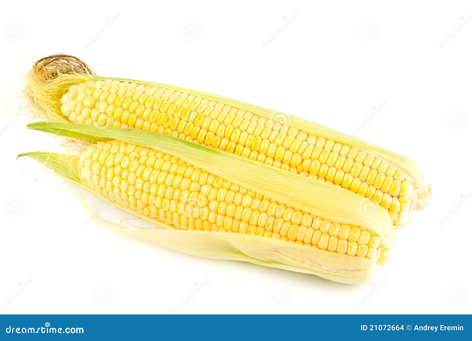 Ripe yellow corn stock photo. Image of healthy, food - 21072664