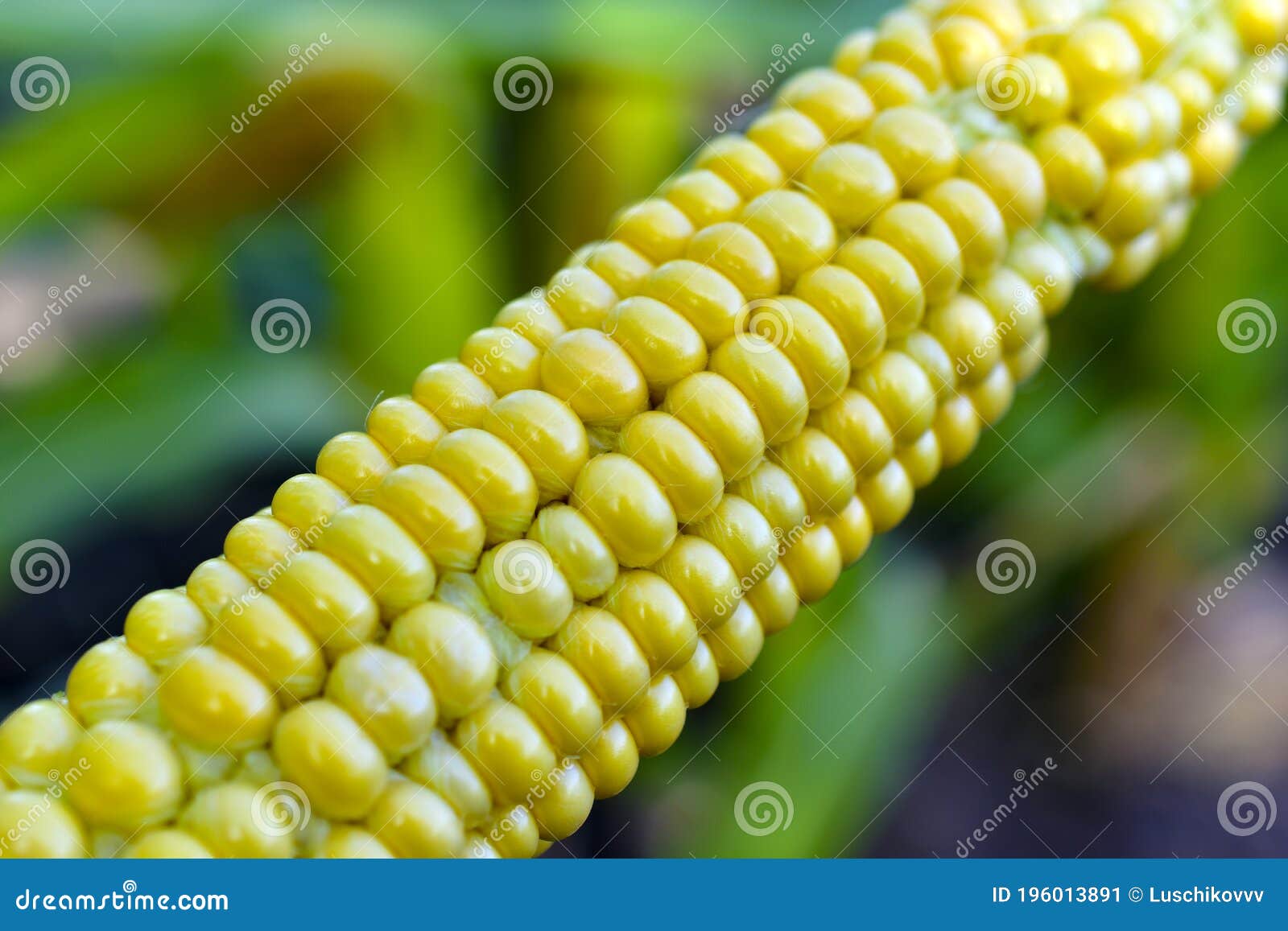 Ripe Yellow Corn Cob on the Background of Greenery in the Field Stock ...